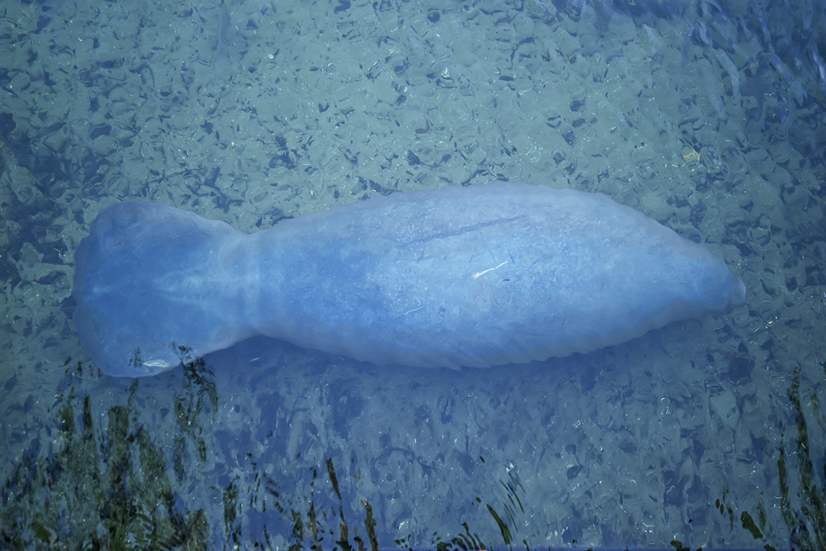 Manatees at Blue Spring State Park, Florida - Traveling Huntleys