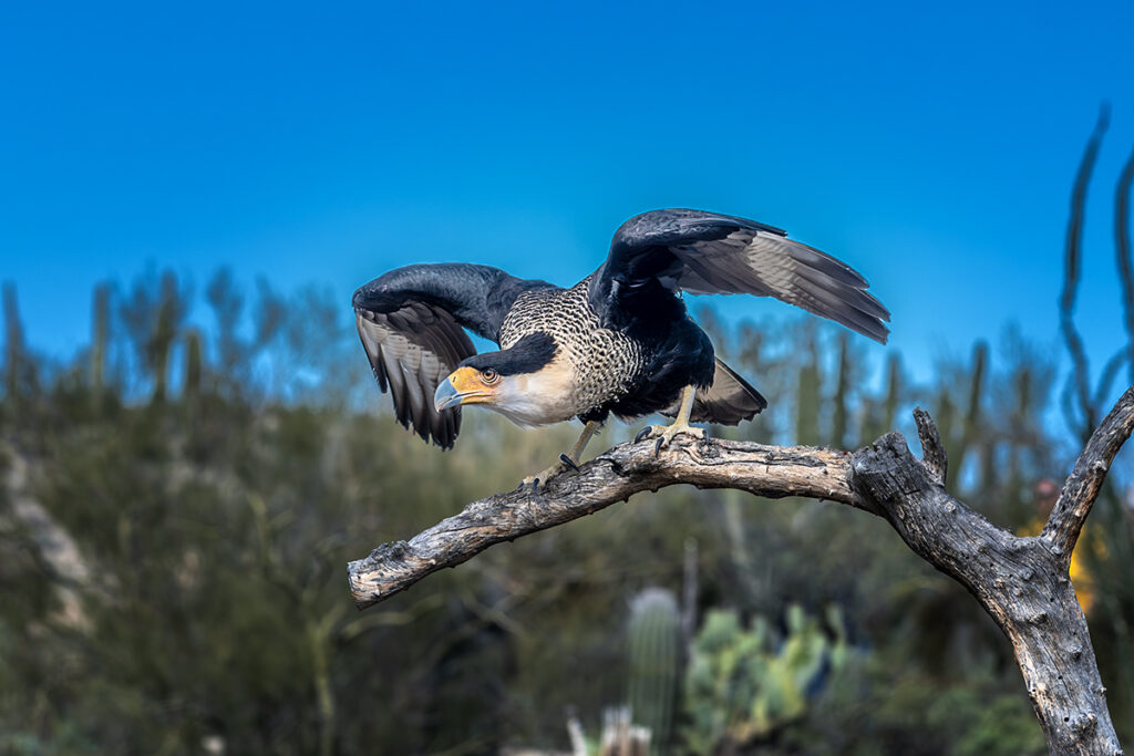 Raptor Free Flight Show - Traveling Huntleys